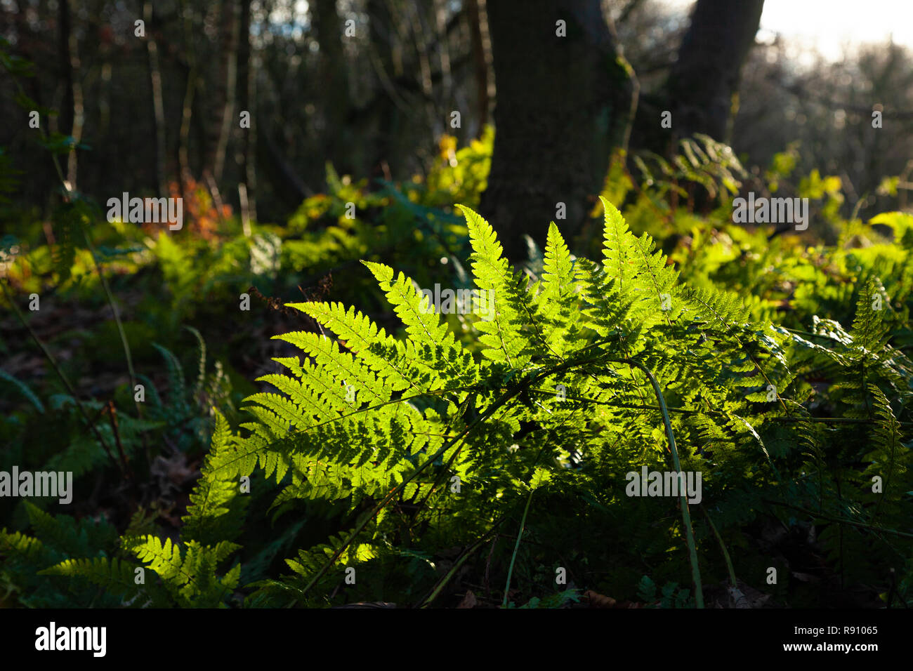 Backlit green fern in a Scottish wood Stock Photo - Alamy