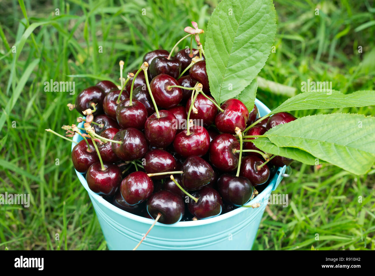 A closeup photo of ripe cherries in bucket Stock Photo - Alamy