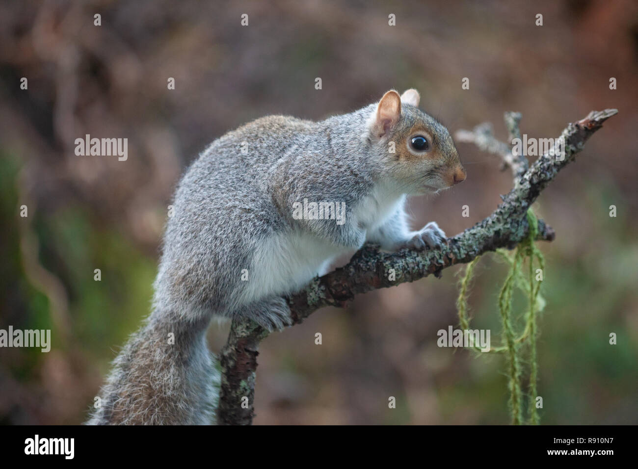 Nuisance Wildlife High Resolution Stock Photography and Images - Alamy