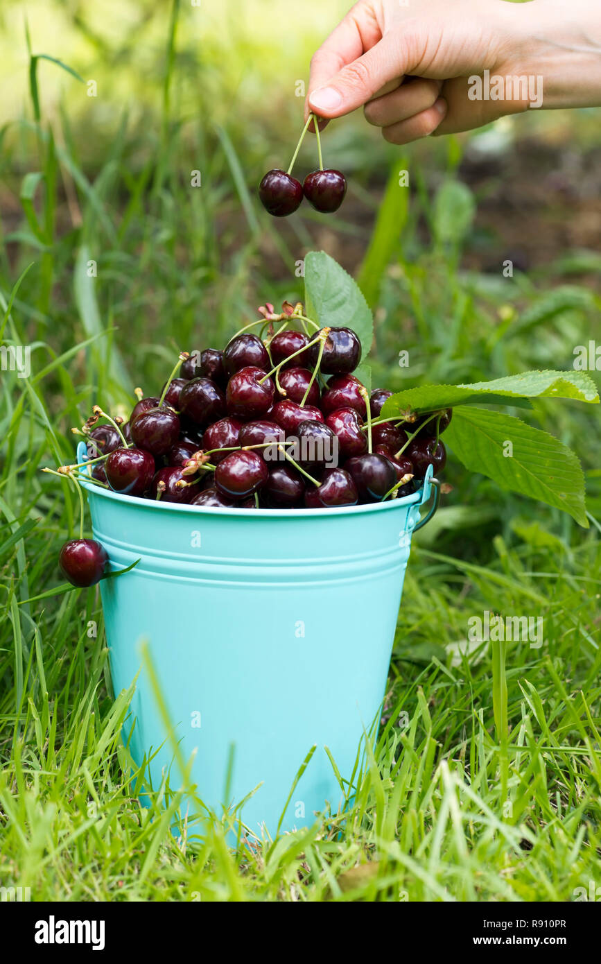 A photo of cherry picking closeup Stock Photo - Alamy