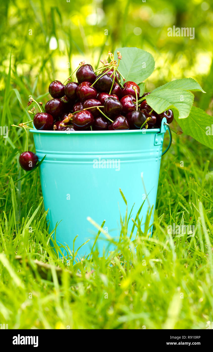 A closeup photo of ripe cherries in bucket Stock Photo - Alamy