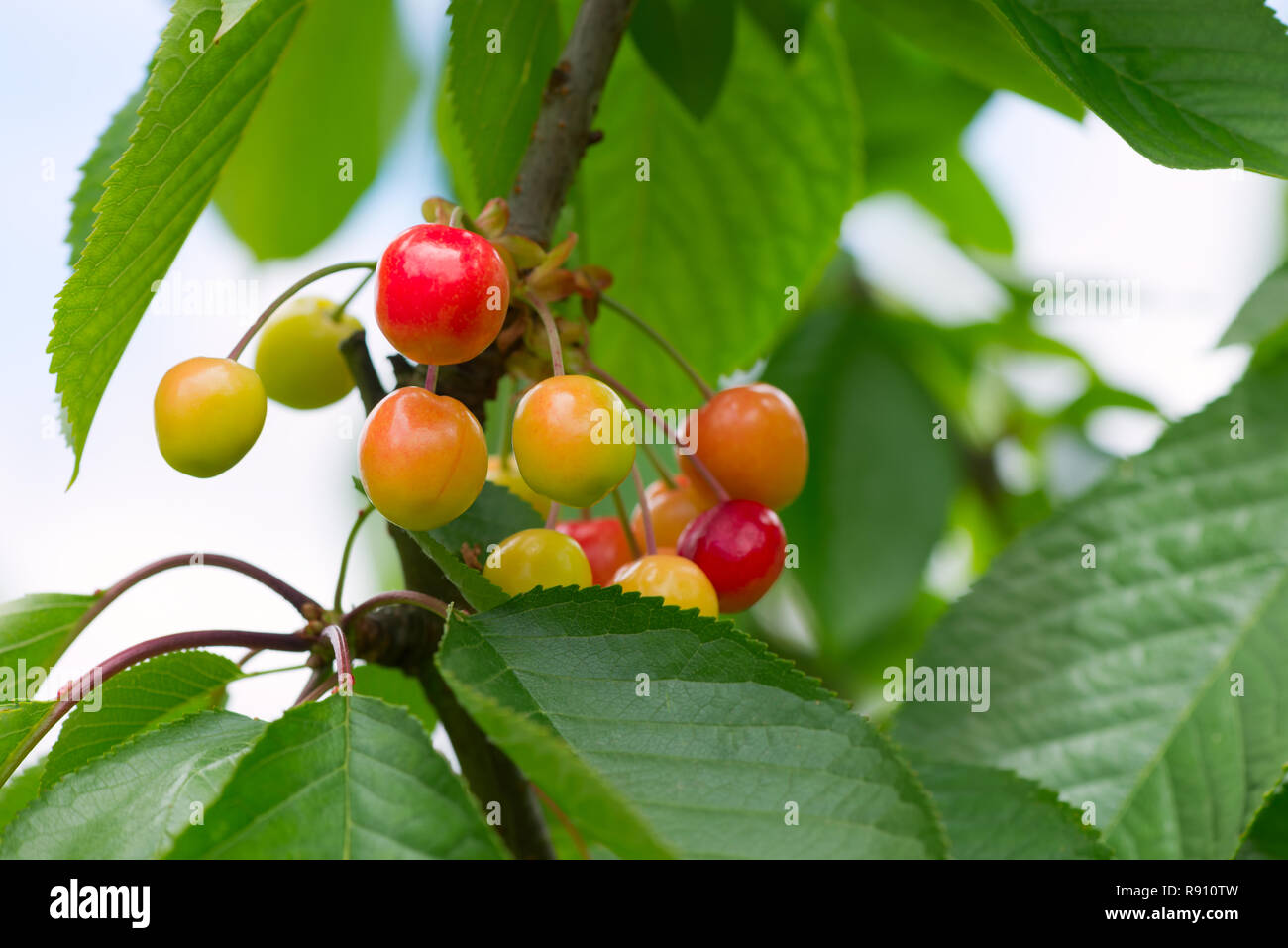 A closeup photo of ripening sour cherries Stock Photo - Alamy