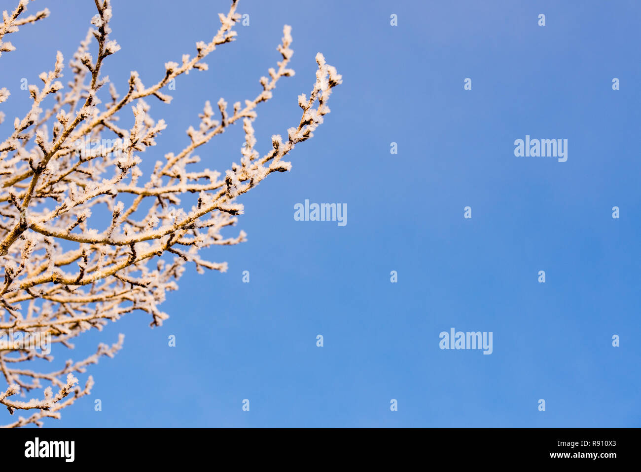 Frosted tree in frosty day against the blue sky, drizzle on tree ...