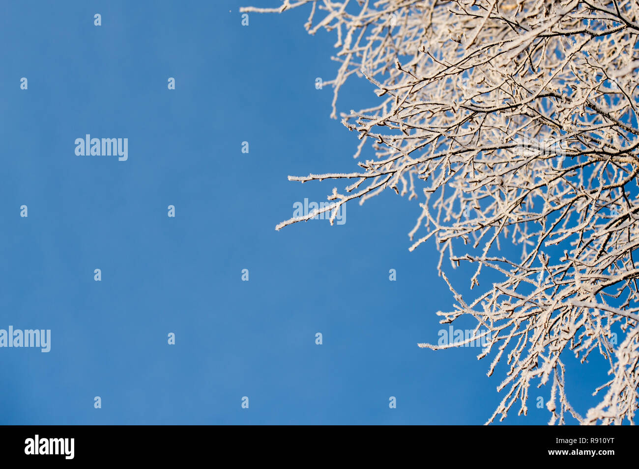 Frosted tree in frosty day against the blue sky, drizzle on tree ...