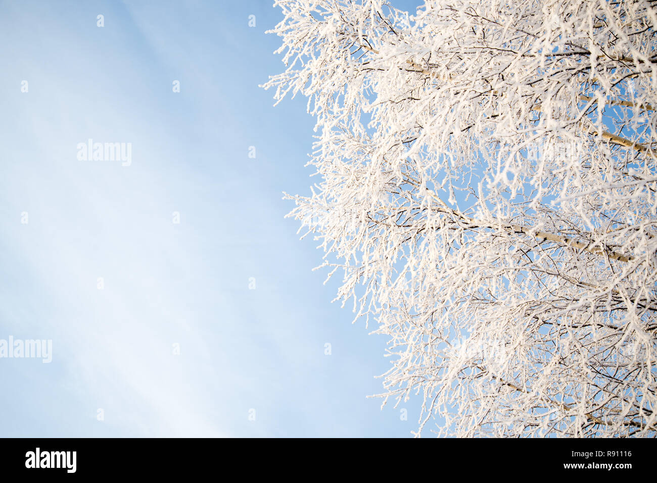 Frosted tree in frosty day against the blue sky, drizzle on tree ...