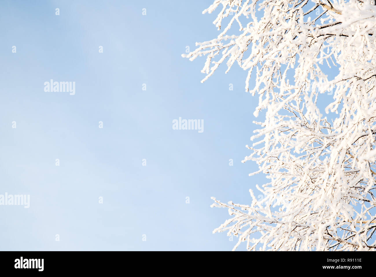 Frosted tree in frosty day against the blue sky, drizzle on tree ...