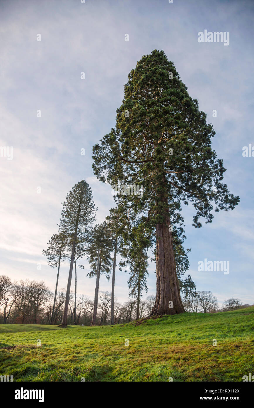 Wellingtonia Tree Stock Photos & Wellingtonia Tree Stock Images - Alamy