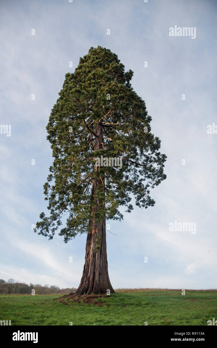 Giant Sequonia redwood Wellingtonia tree standing tall in a ...