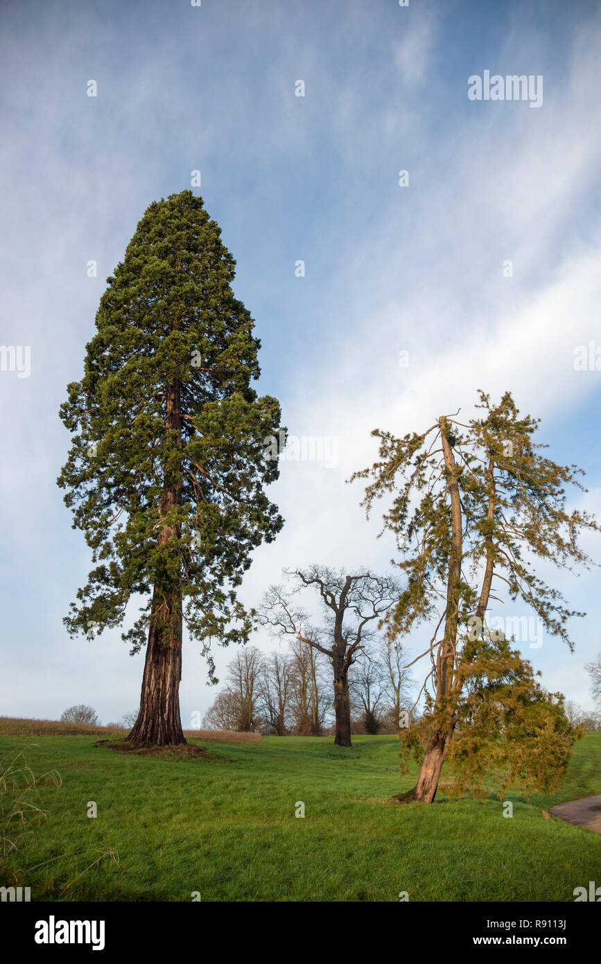 Wellingtonia Tree Stock Photos & Wellingtonia Tree Stock Images - Alamy