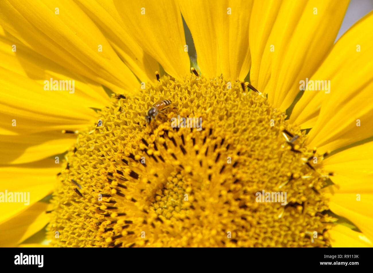 Sunflower insects hi-res stock photography and images - Alamy