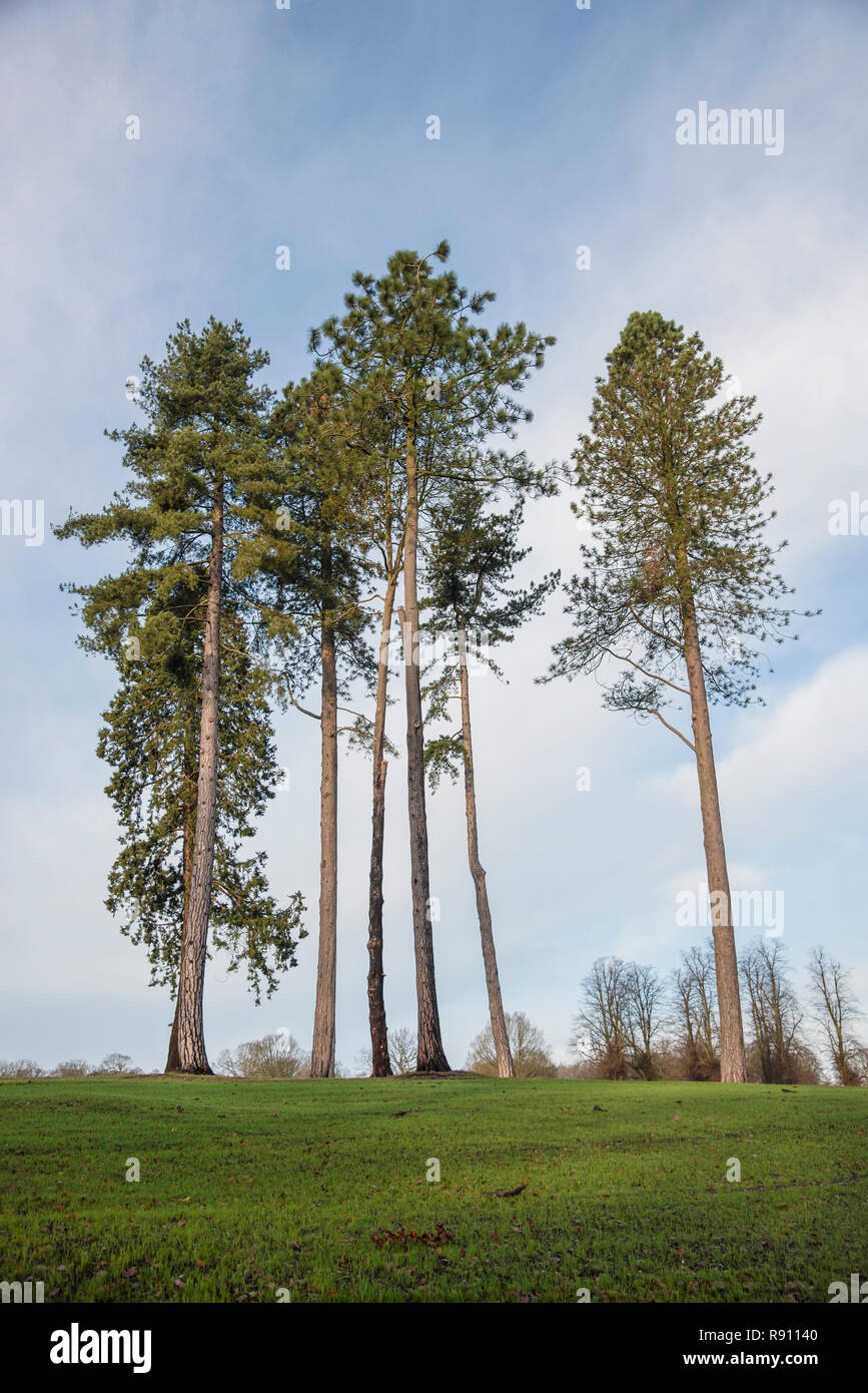 Giant Sequonia redwood Wellingtonia tree standing tall in a ...