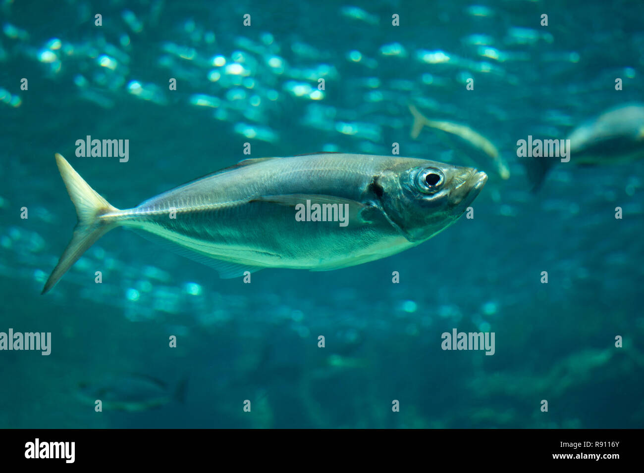 Mackerel Fish Swimming