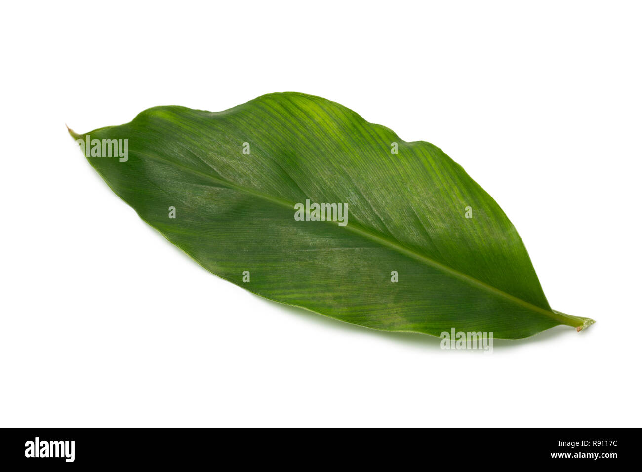 Single green cardamom leaf isolated on white background Stock Photo - Alamy