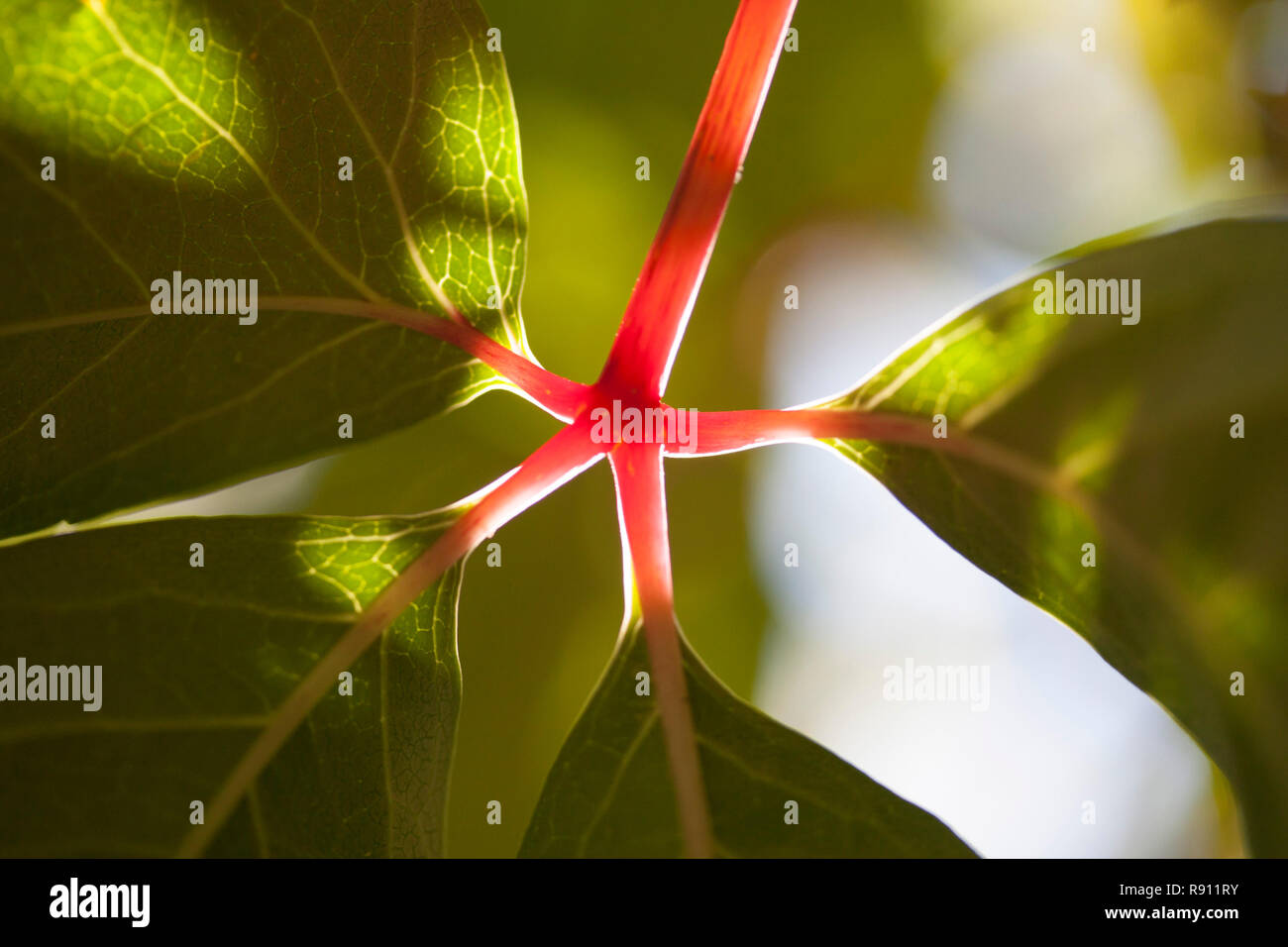 Virginia Creeper Ivy Vine's leaves Stock Photo - Alamy