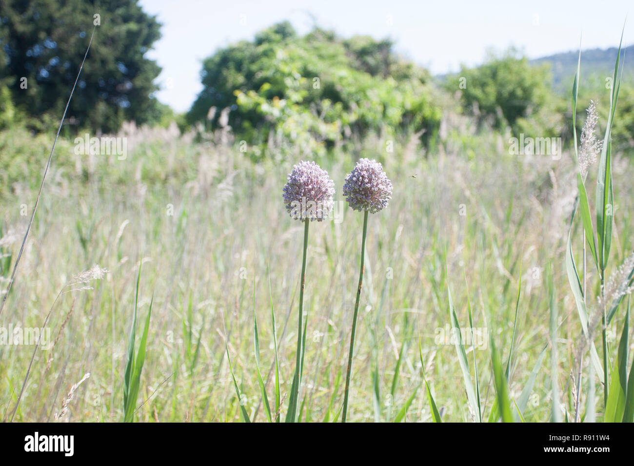 Wild leeks hi-res stock photography and images - Alamy