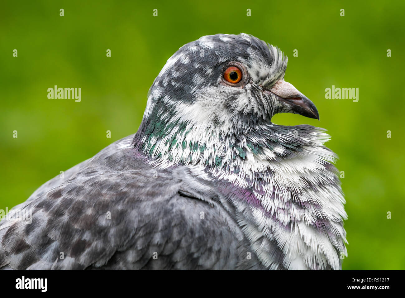 Common feral pigeon hi-res stock photography and images - Alamy