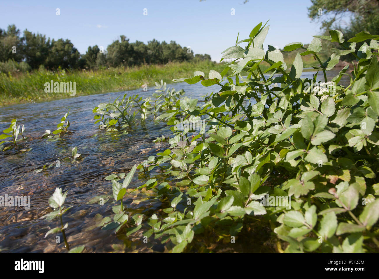 Edible watercress hi-res stock photography and images - Alamy