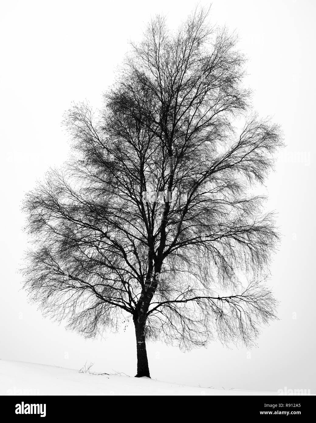 Silver Birch Tree in the mist Stock Photo - Alamy
