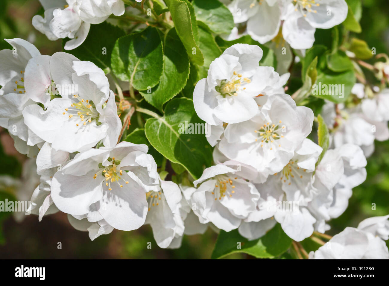 Closeup flowering apple tree hi-res stock photography and images - Alamy