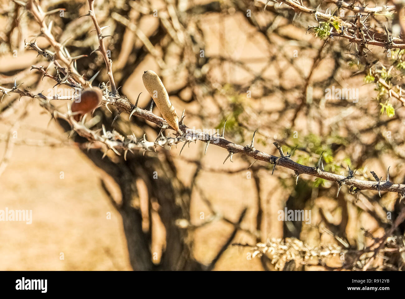 Kalahari desert botswana animal hi-res stock photography and images - Alamy