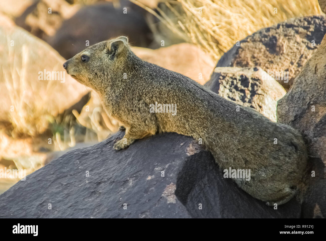 Rock rabbit hi-res stock photography and images - Alamy