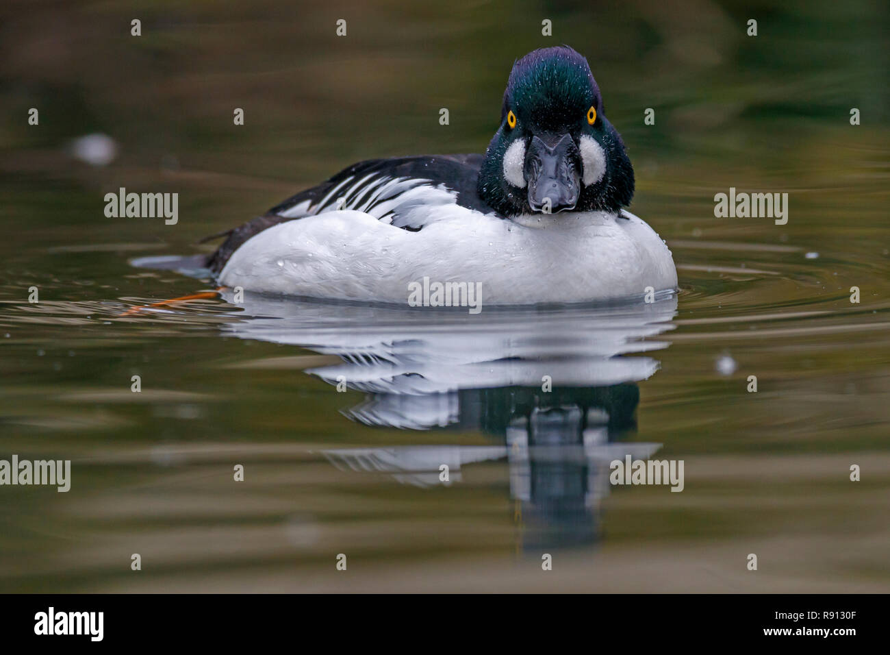 (common) goldeneye duck (Bucephala clangula), captive, Germany Stock ...