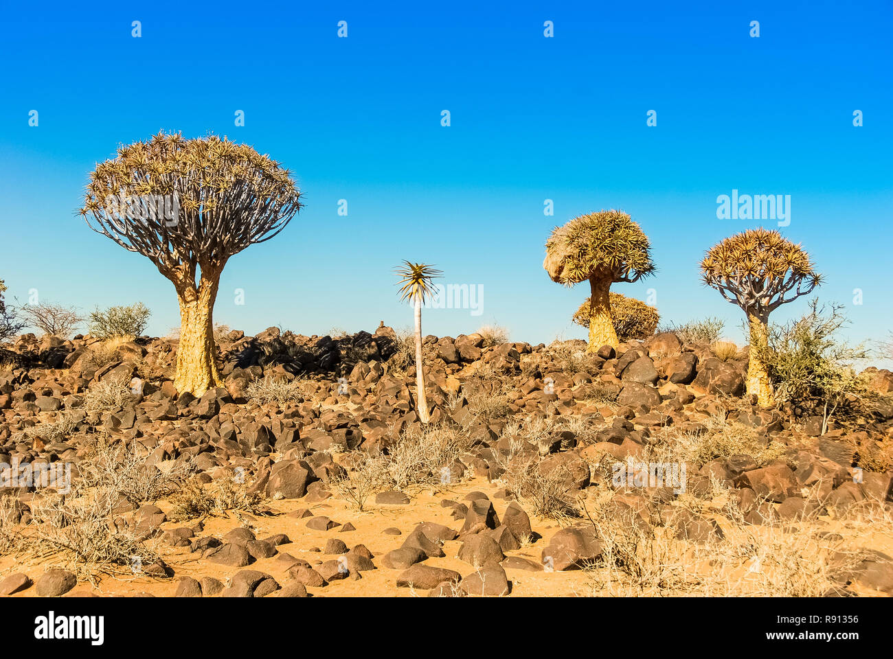 Ancient tree in botswana africa hi-res stock photography and images - Alamy