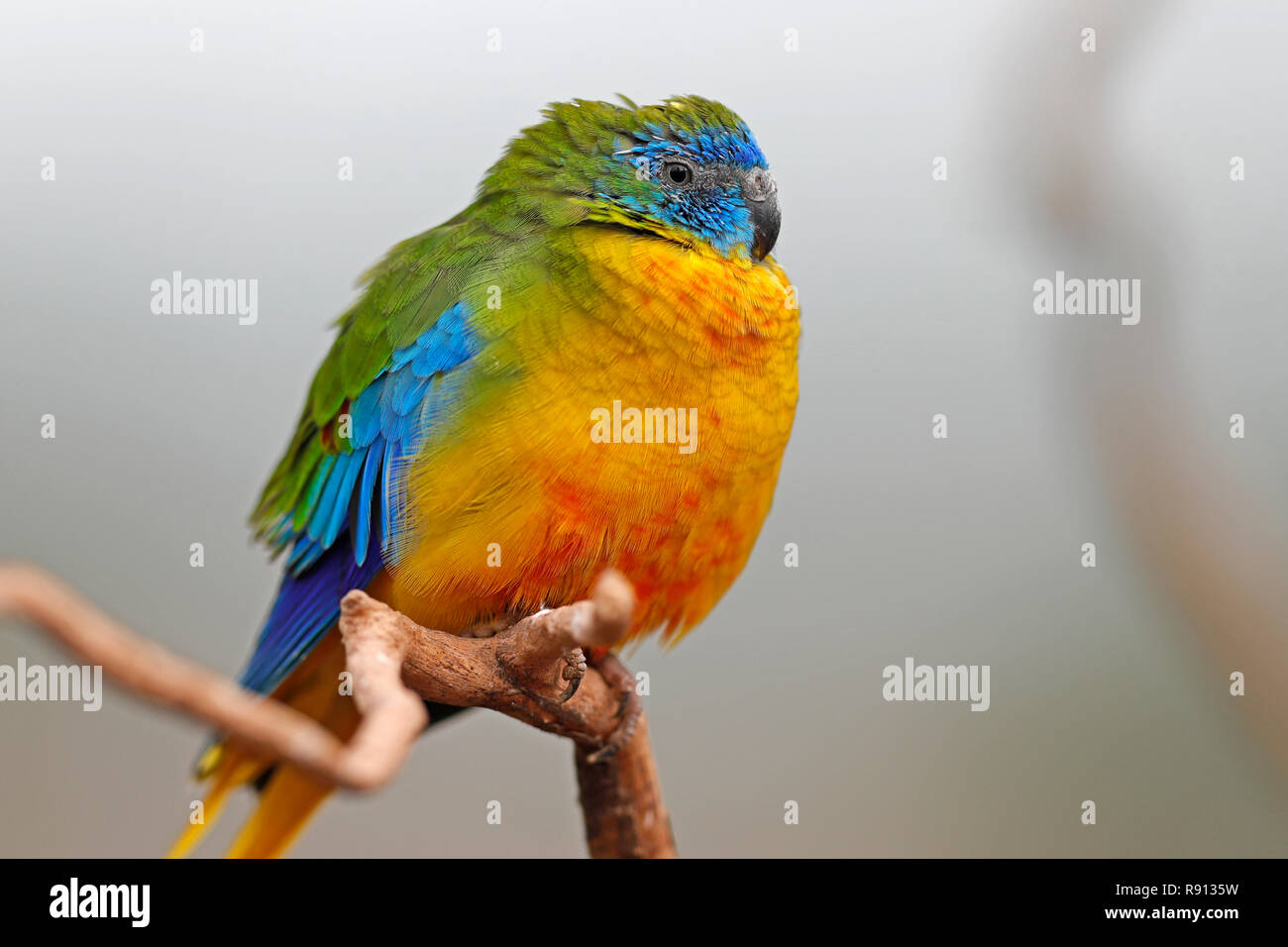 Red rumped parrot hi-res stock photography and images - Alamy