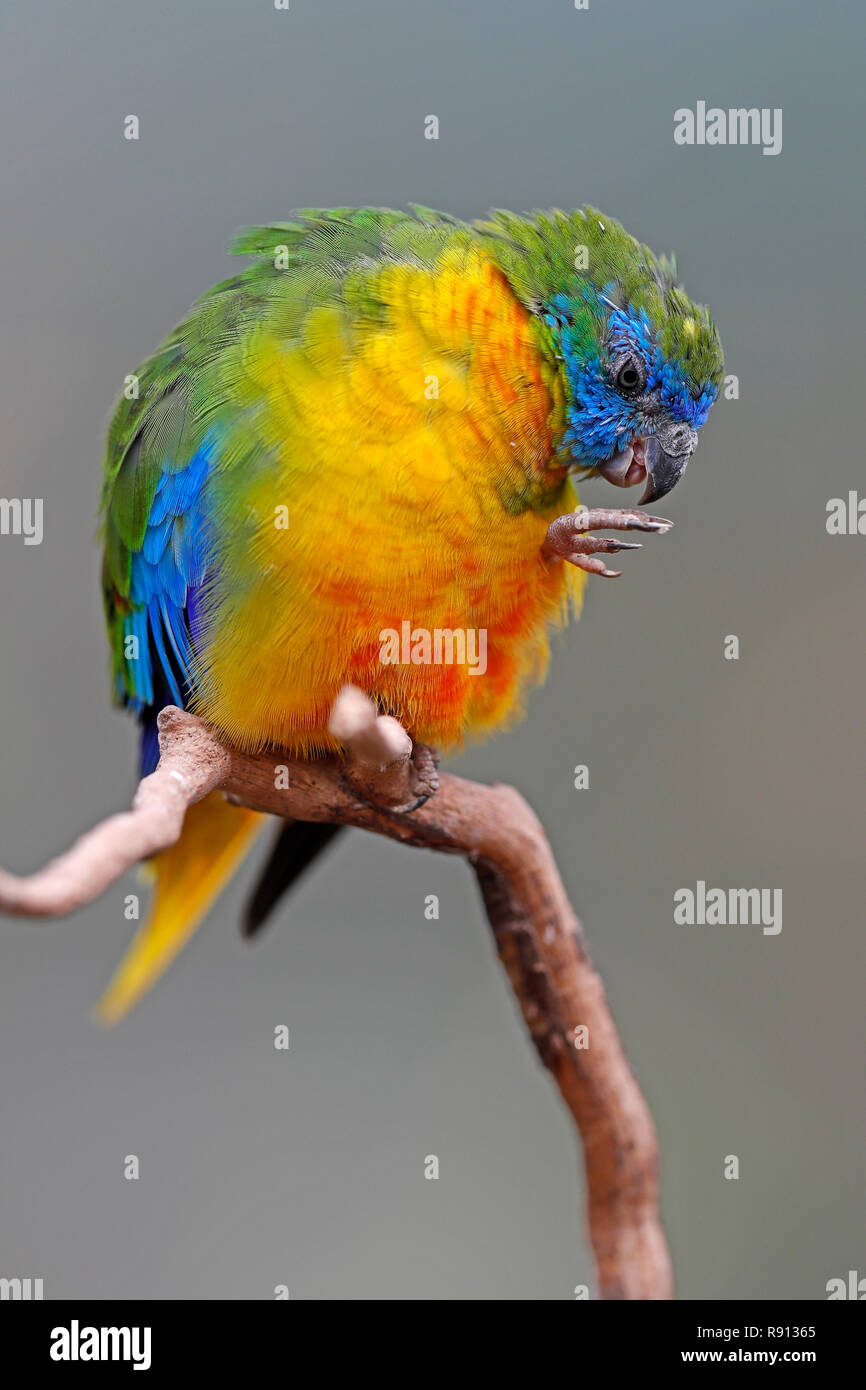 red-rumped parrot (Psephotus haematonotus), captive, Germany Stock ...