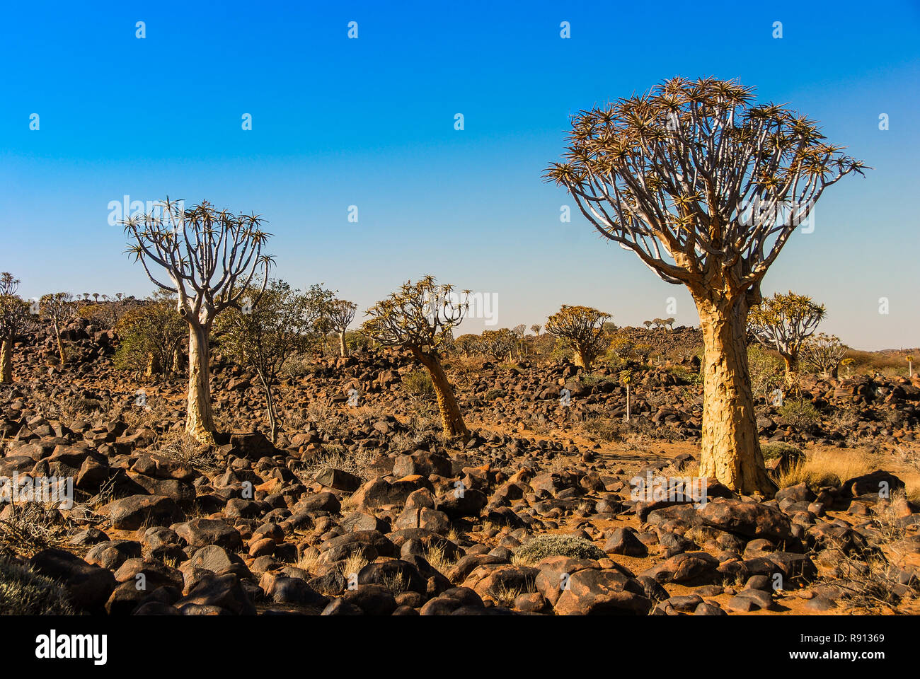 Ancient tree in botswana africa hi-res stock photography and images - Alamy