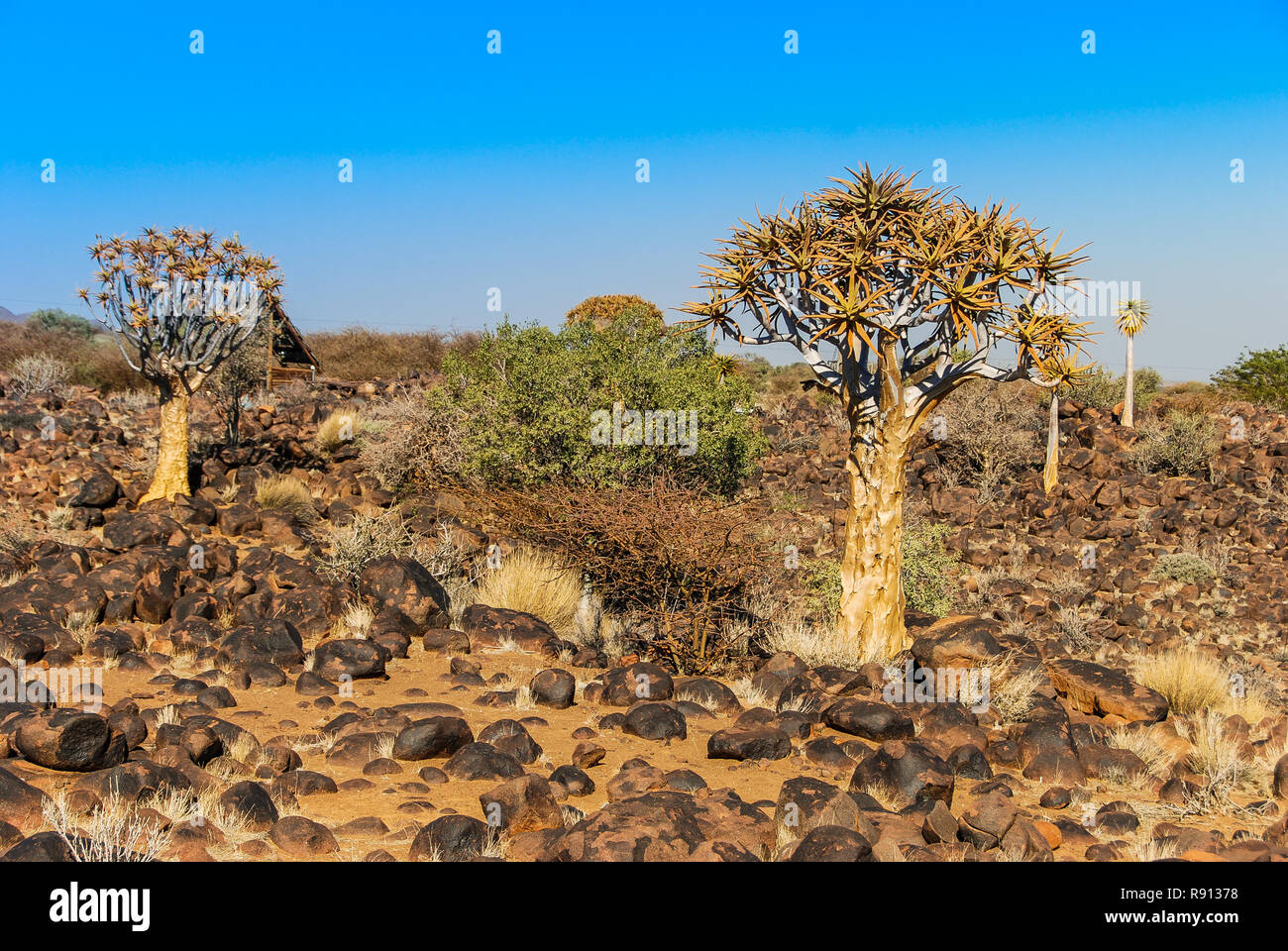 Ancient tree in botswana africa hi-res stock photography and images - Alamy