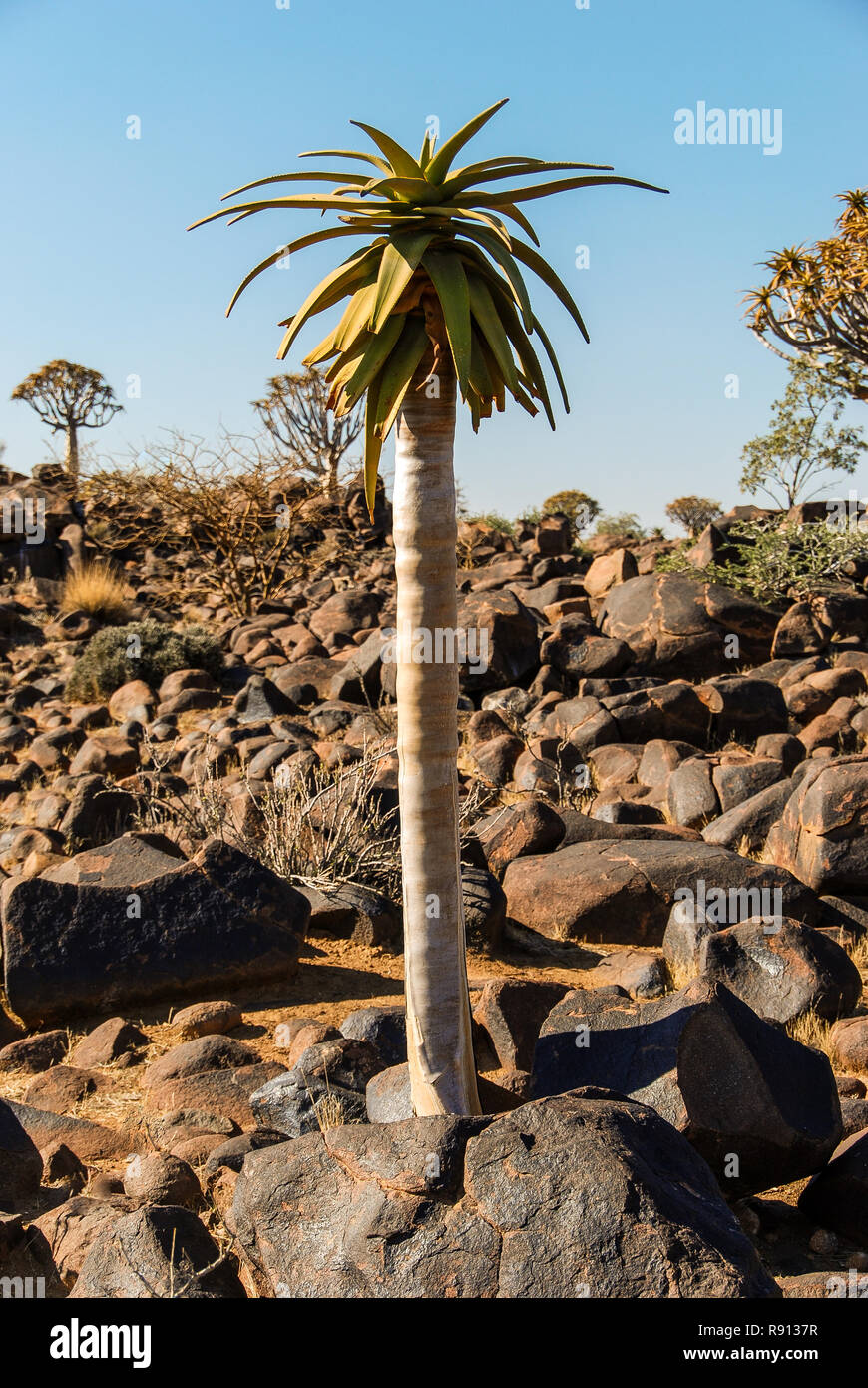 Ancient tree in botswana africa hi-res stock photography and images - Alamy