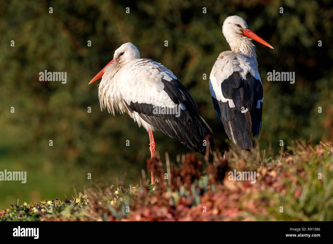 White stork (Ciconia ciconia), wildlife, Germany Stock Photo - Alamy