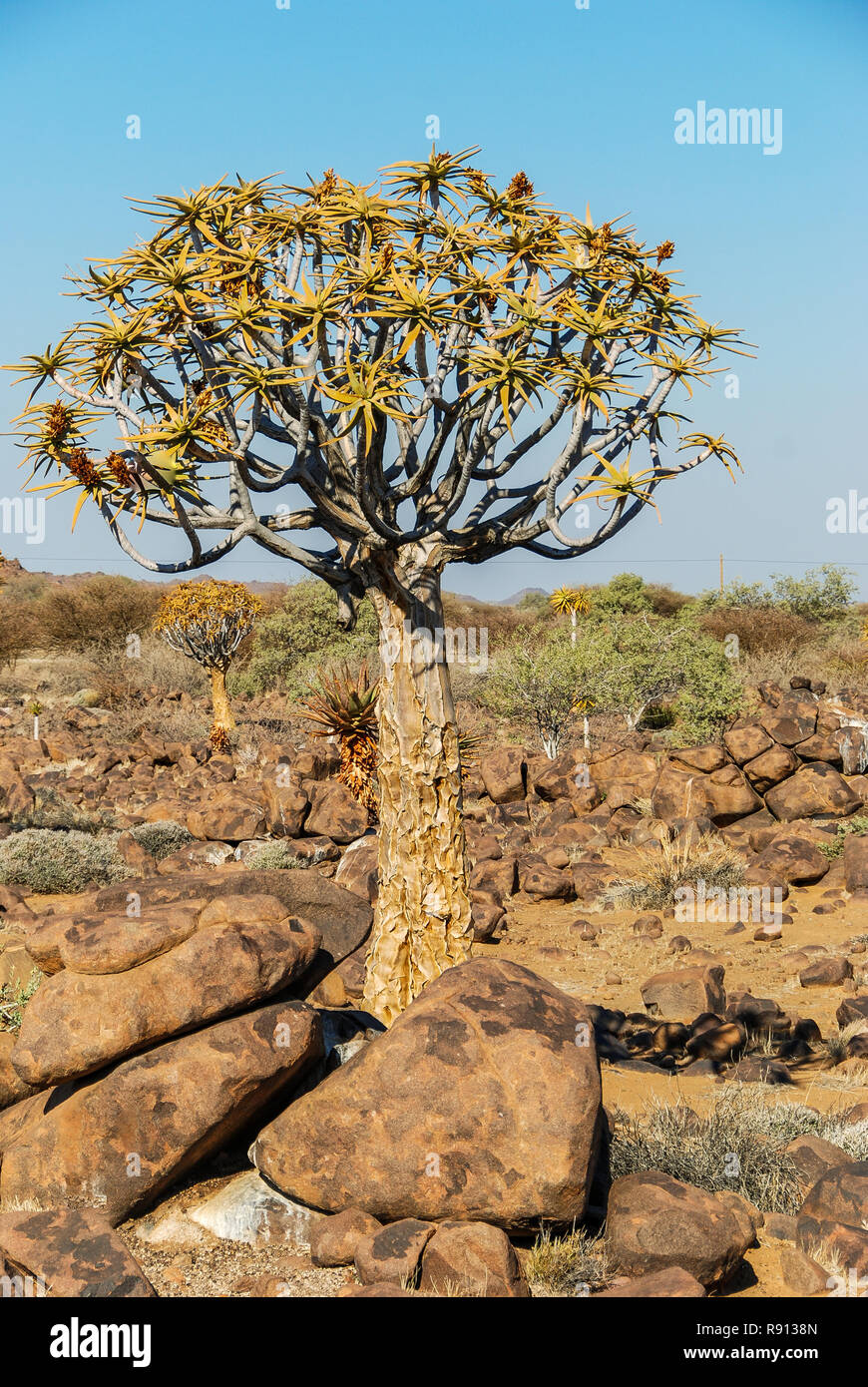 Quiver Tree Forest (Aloe Aloidendron dichotoma) or kokerboom or ...