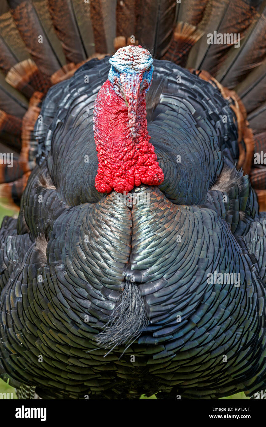 Wild Turkey (Meleagris gallopavo) in action, Germany, captive Stock ...