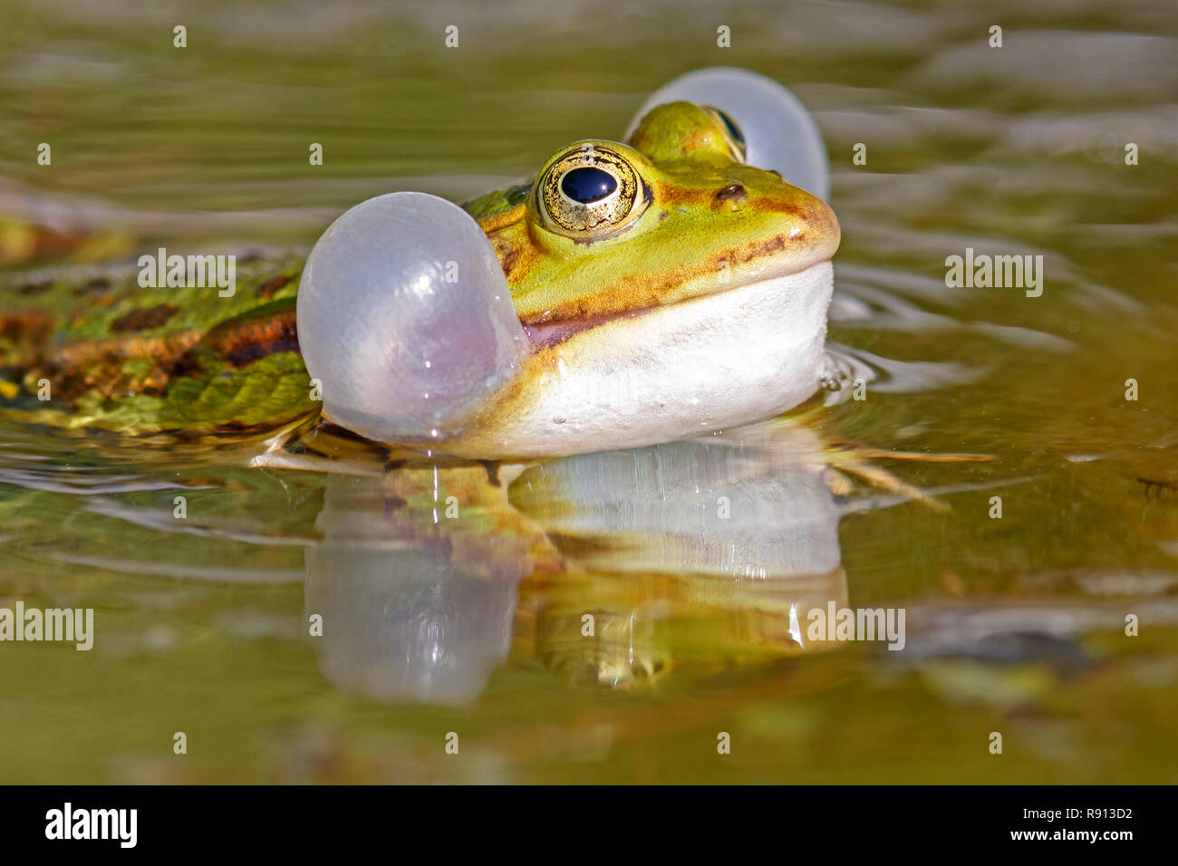 Common water frog (Rana kl. esculenta) swimming in a pond with sound ...
