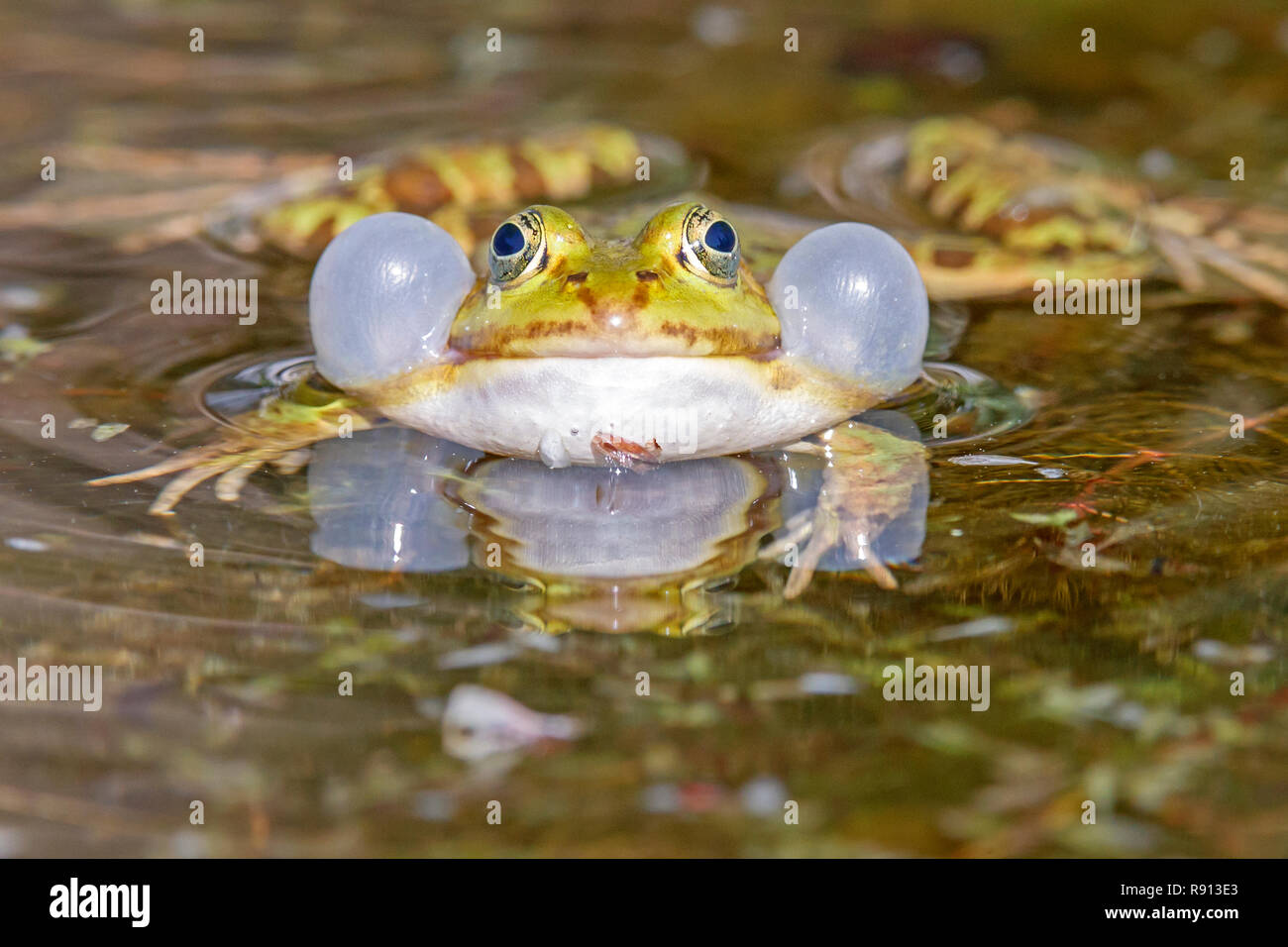 Bubble Frog High Resolution Stock Photography and Images - Alamy