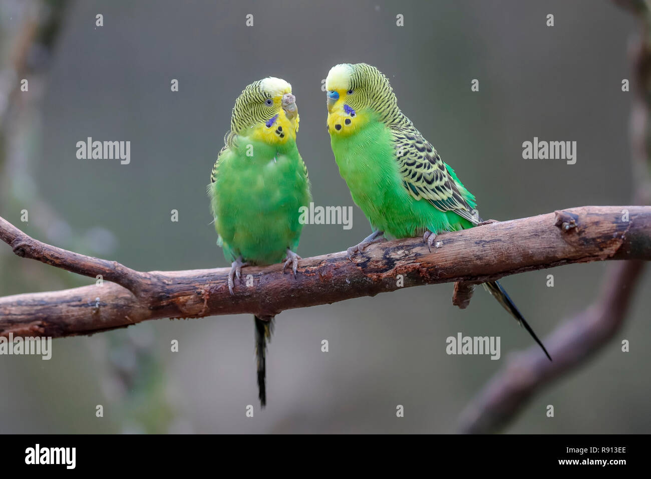 shell parakeet, (Melopsittacus undulatus), captive, Germany Stock Photo ...
