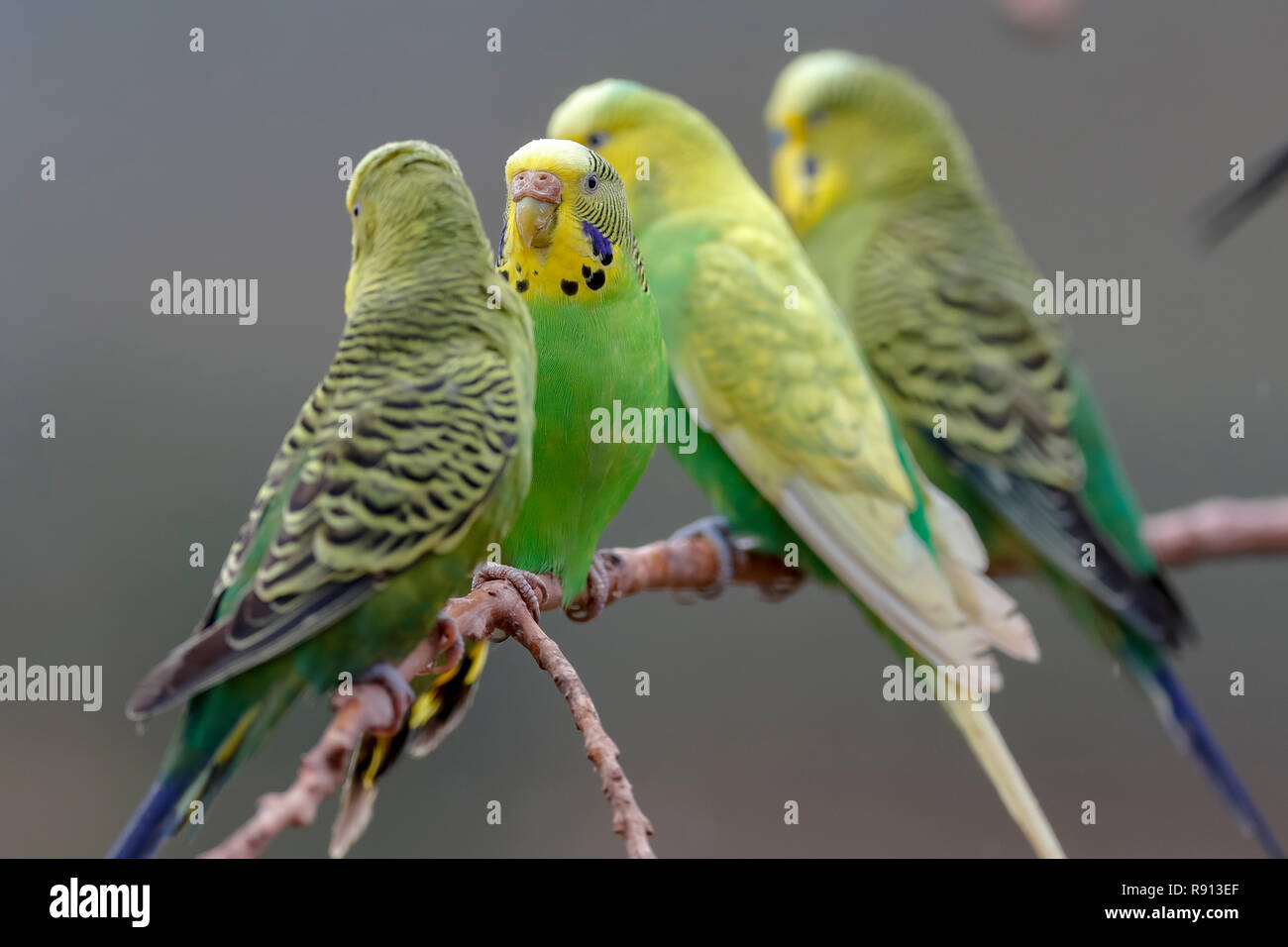 shell parakeet, (Melopsittacus undulatus), captive, Germany Stock Photo ...