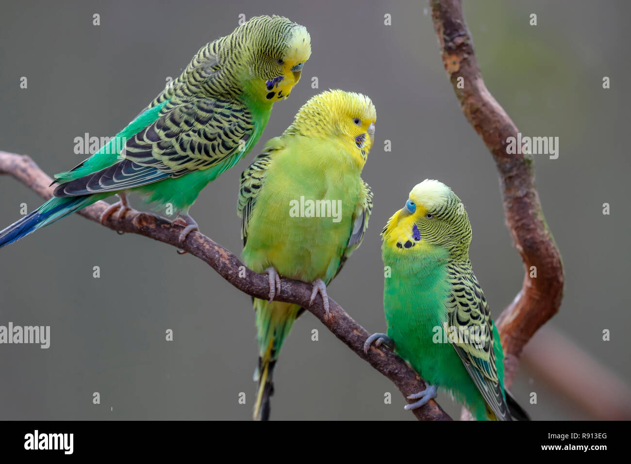 Shell parakeet hi-res stock photography and images - Alamy