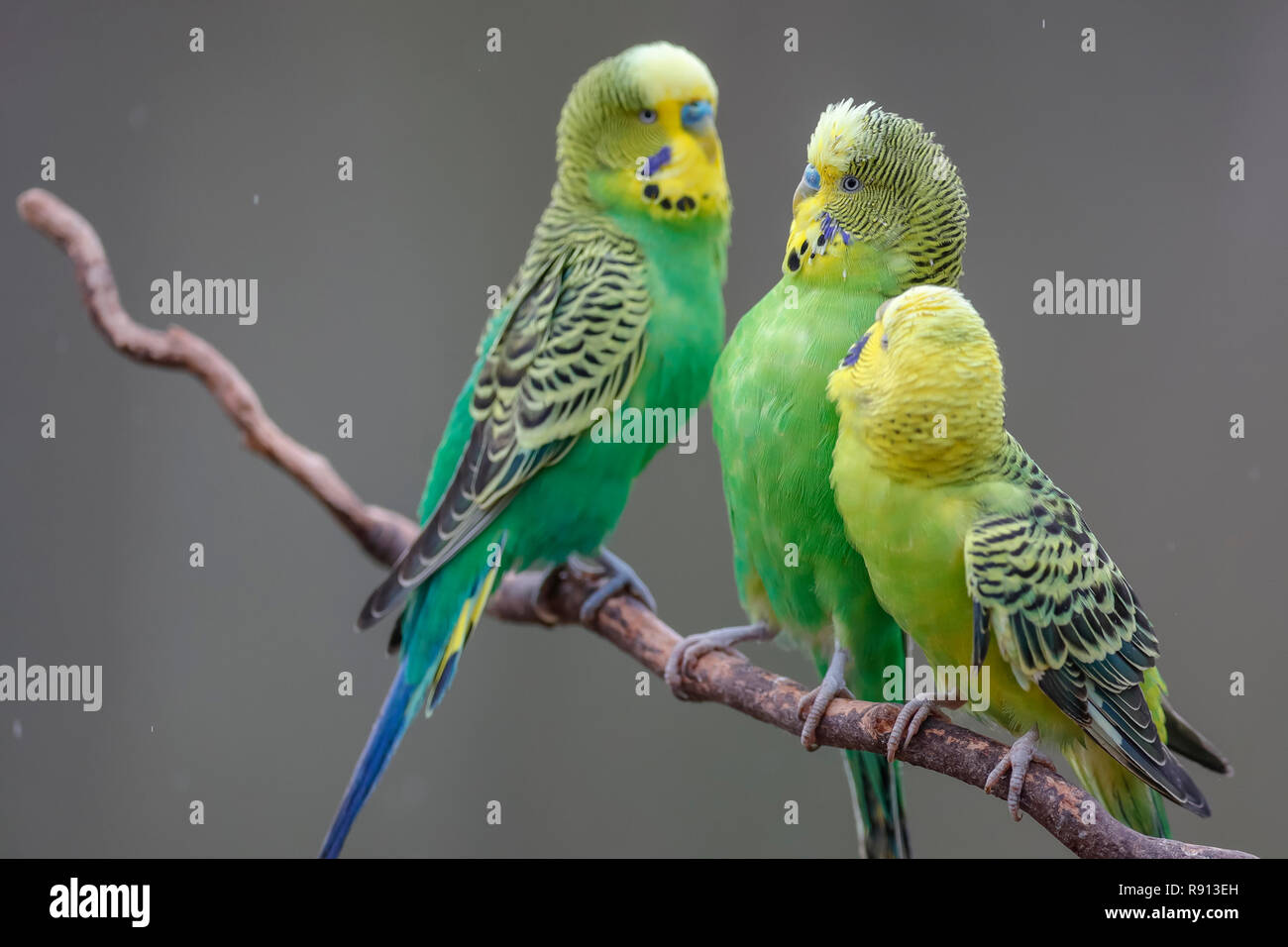 shell parakeet, (Melopsittacus undulatus), captive, Germany Stock Photo ...