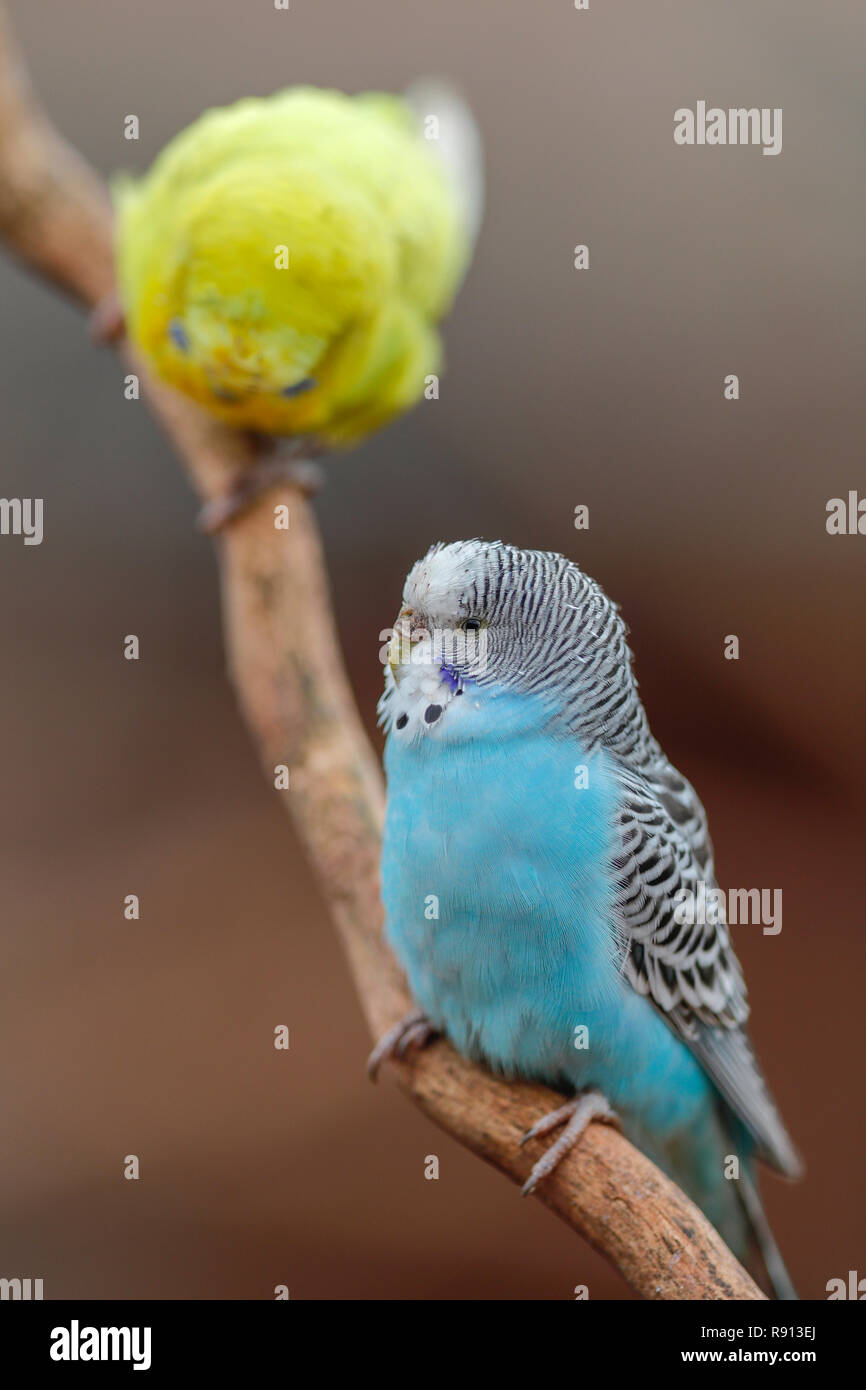 shell parakeet, (Melopsittacus undulatus), captive, Germany Stock Photo ...