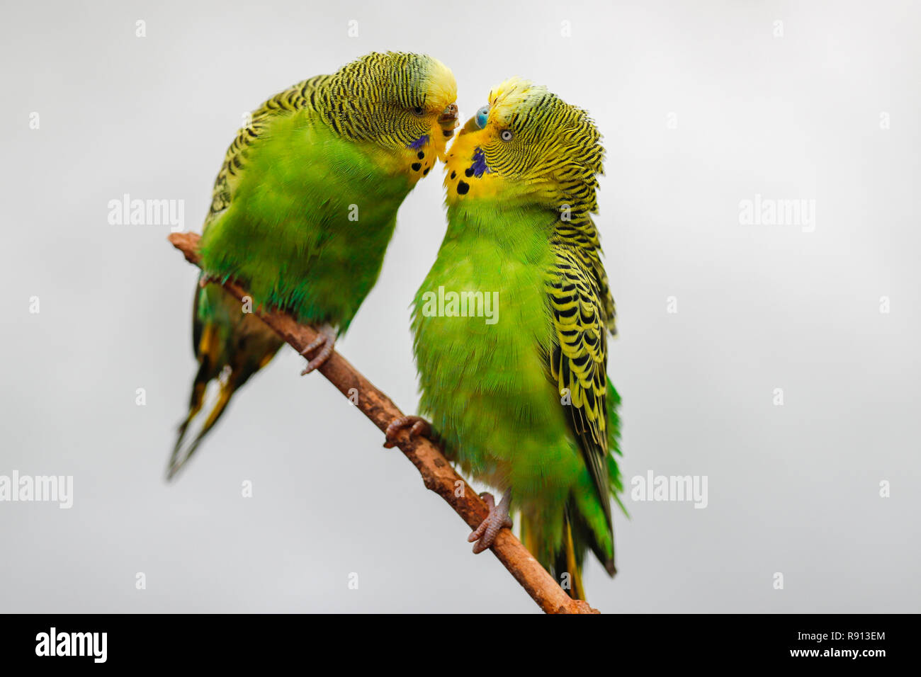shell parakeet, (Melopsittacus undulatus), captive, Germany Stock Photo ...