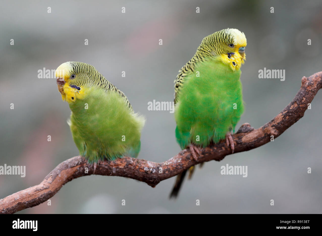 Shell parakeet hi-res stock photography and images - Alamy