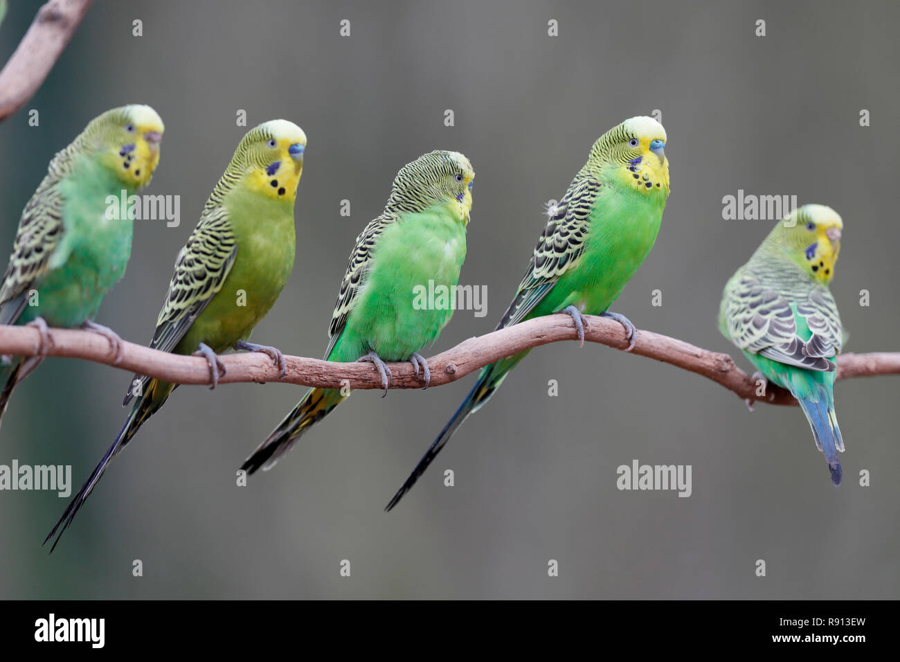 shell parakeet, (Melopsittacus undulatus), captive, Germany Stock Photo ...
