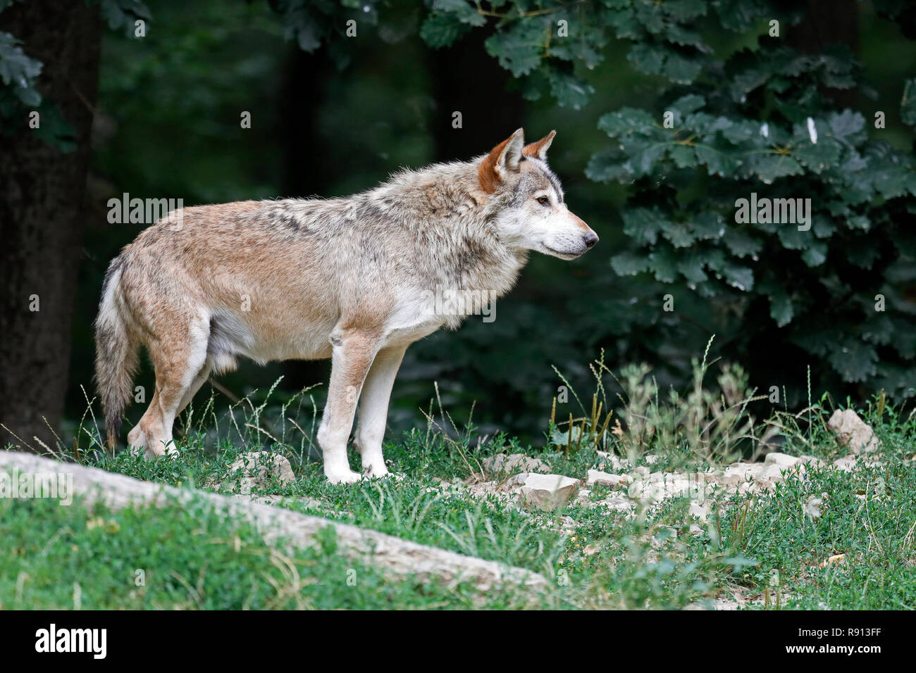 Eastern Timber Wolf Range