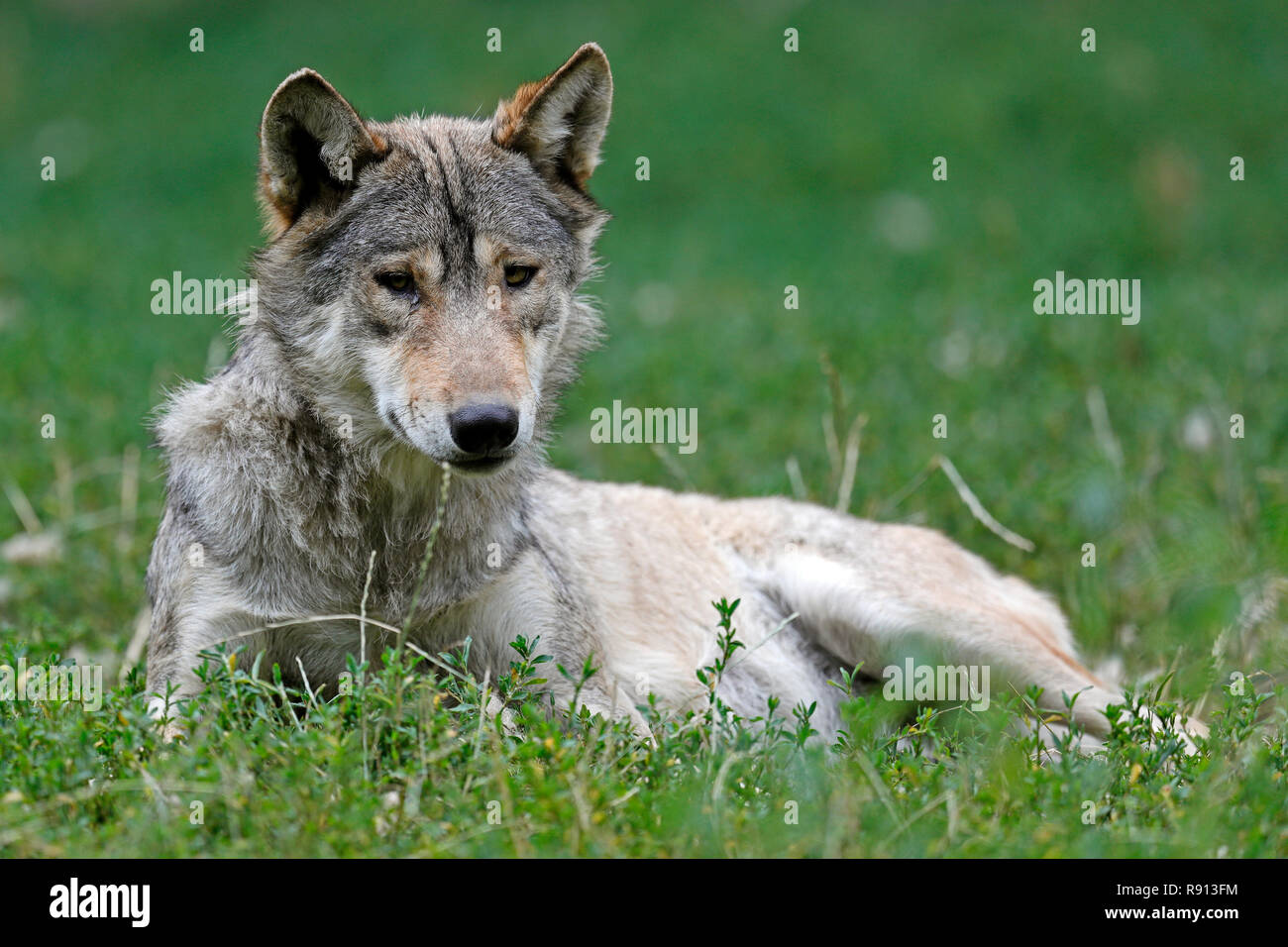 eastern timber wolf (Canis lupus lycaon) stand on a meadow, captive ...