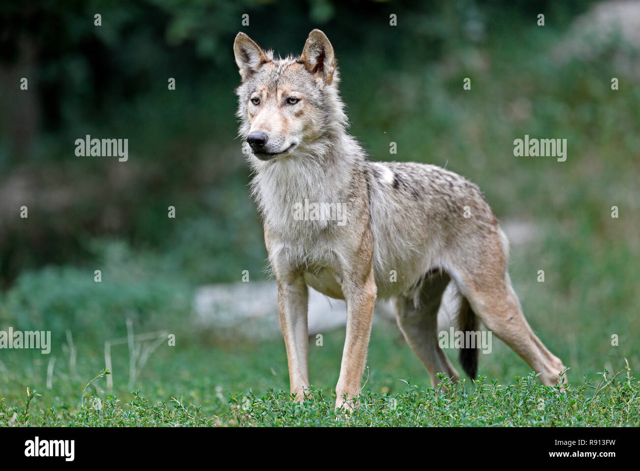 eastern timber wolf (Canis lupus lycaon) stand on a meadow, captive ...