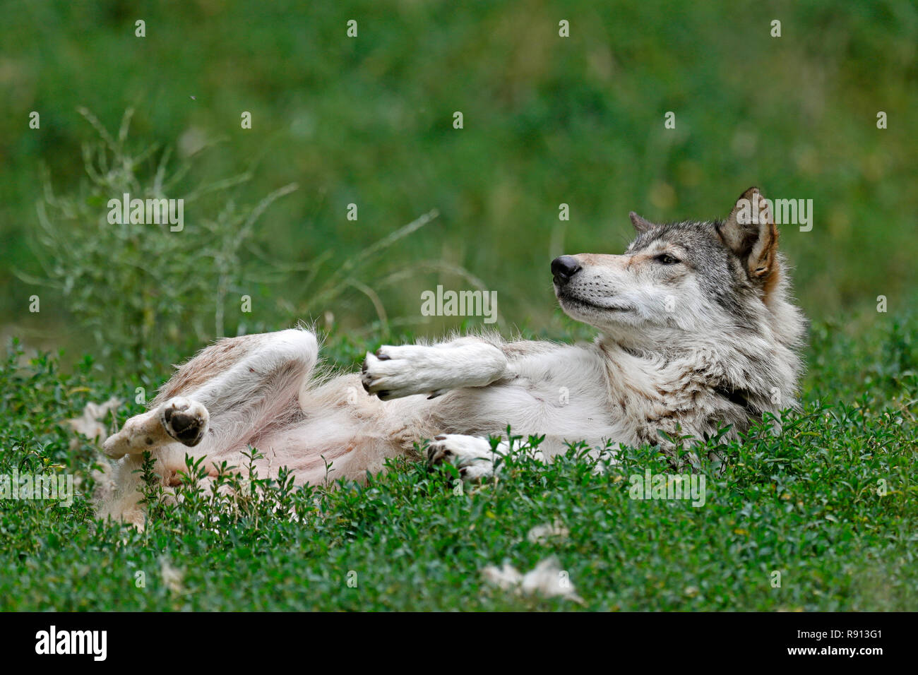 eastern timber wolf (Canis lupus lycaon) stand on a meadow, captive ...