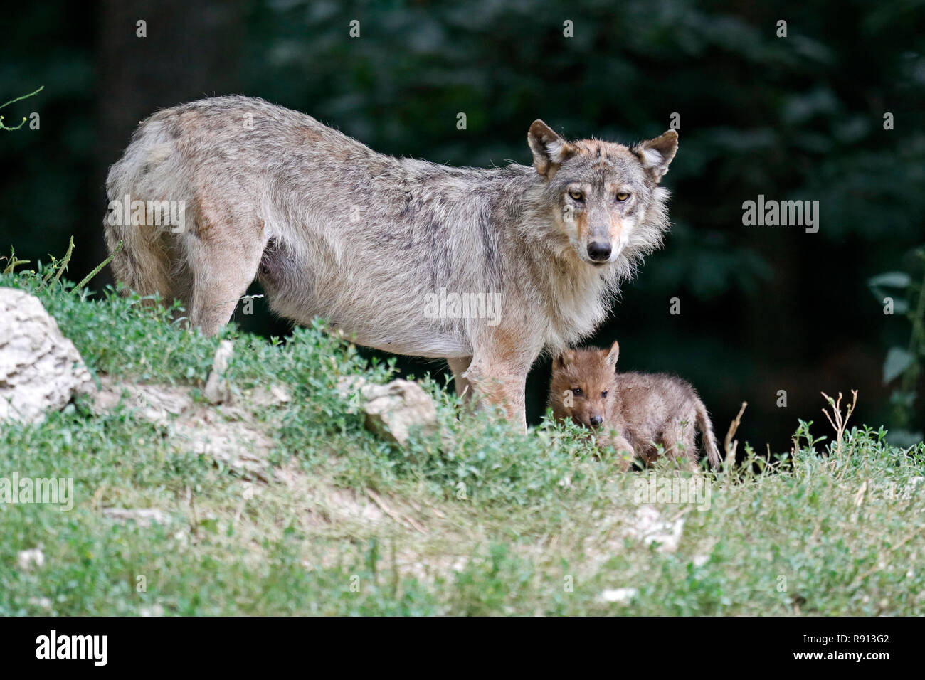 eastern timber wolf (Canis lupus lycaon) with a pup, captive Stock ...